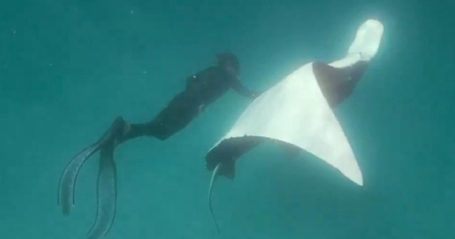 Fotografiaron a la única mantarraya rosa conocida del mundo