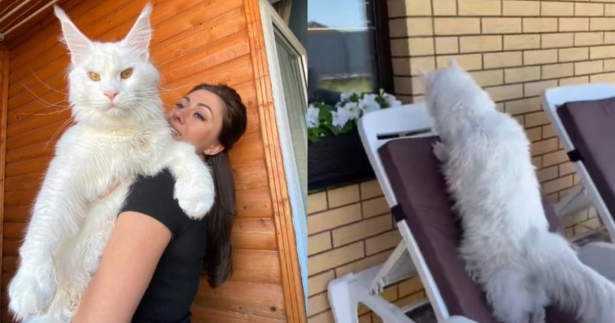 El asombroso mundo de Kefir: el gato más grande de Rusia que se volvió ...