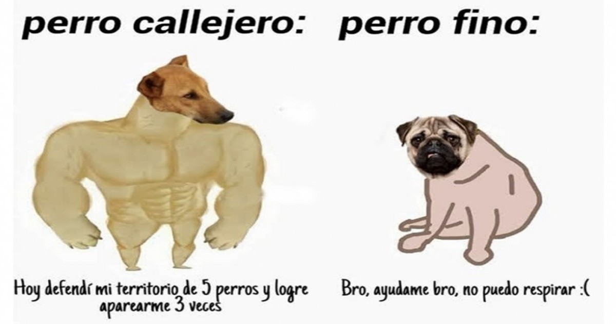 "Perro grande y perro chico": La historia del meme furor del momento