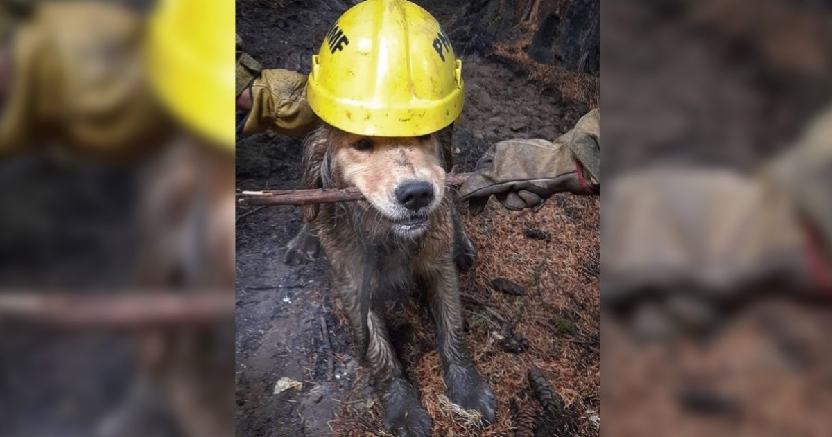 Ayuda canina: Un perrito brigadista ayudó a combatir incendios ...