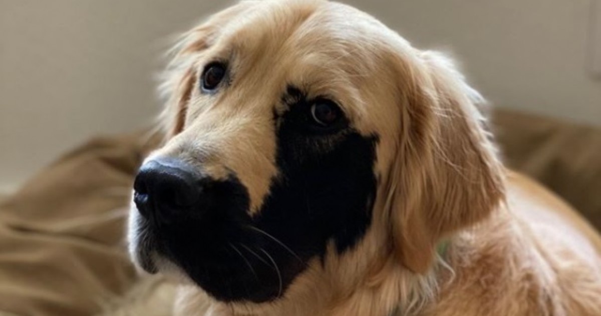 "Enzo Viola", el perro que se volvió viral por su llamativa mutación ...